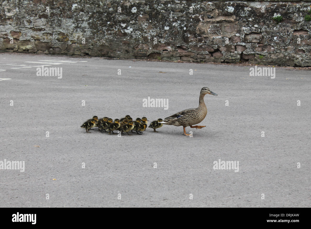Walking Ducks, Mother duck and family of ducklings marching along Stock ...