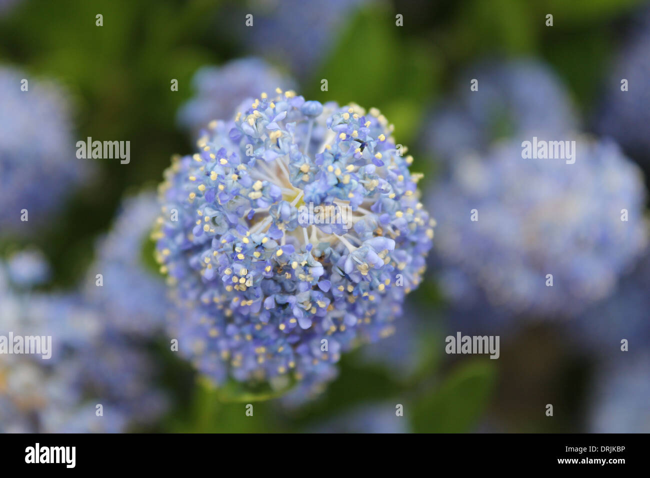 blue flower head Stock Photo - Alamy