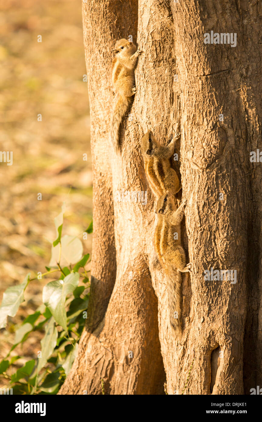 Indian palm squirrel (Funambulus palmarum) also known as three-striped ...