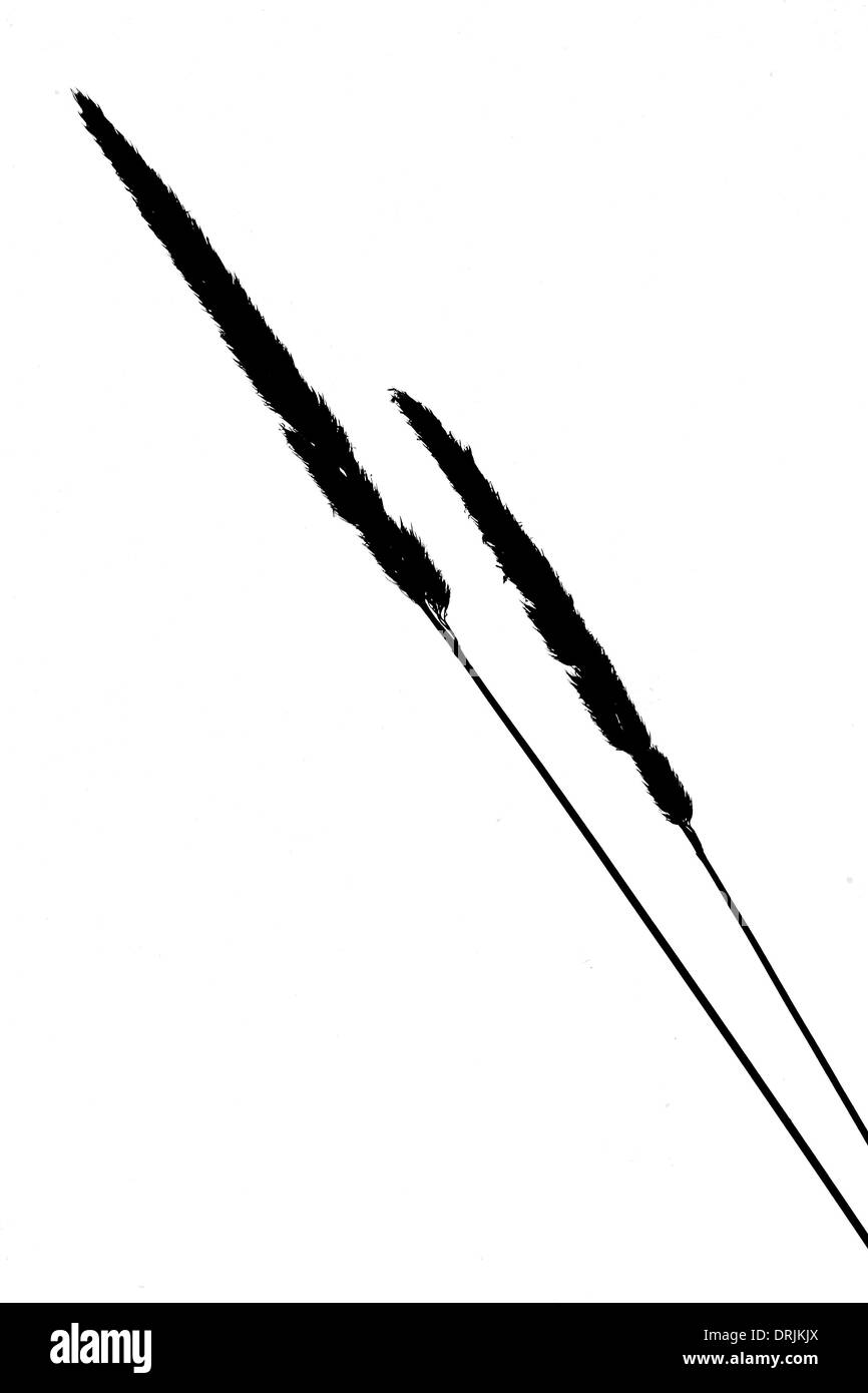 Grass black Cut Out Stock Images & Pictures - Alamy