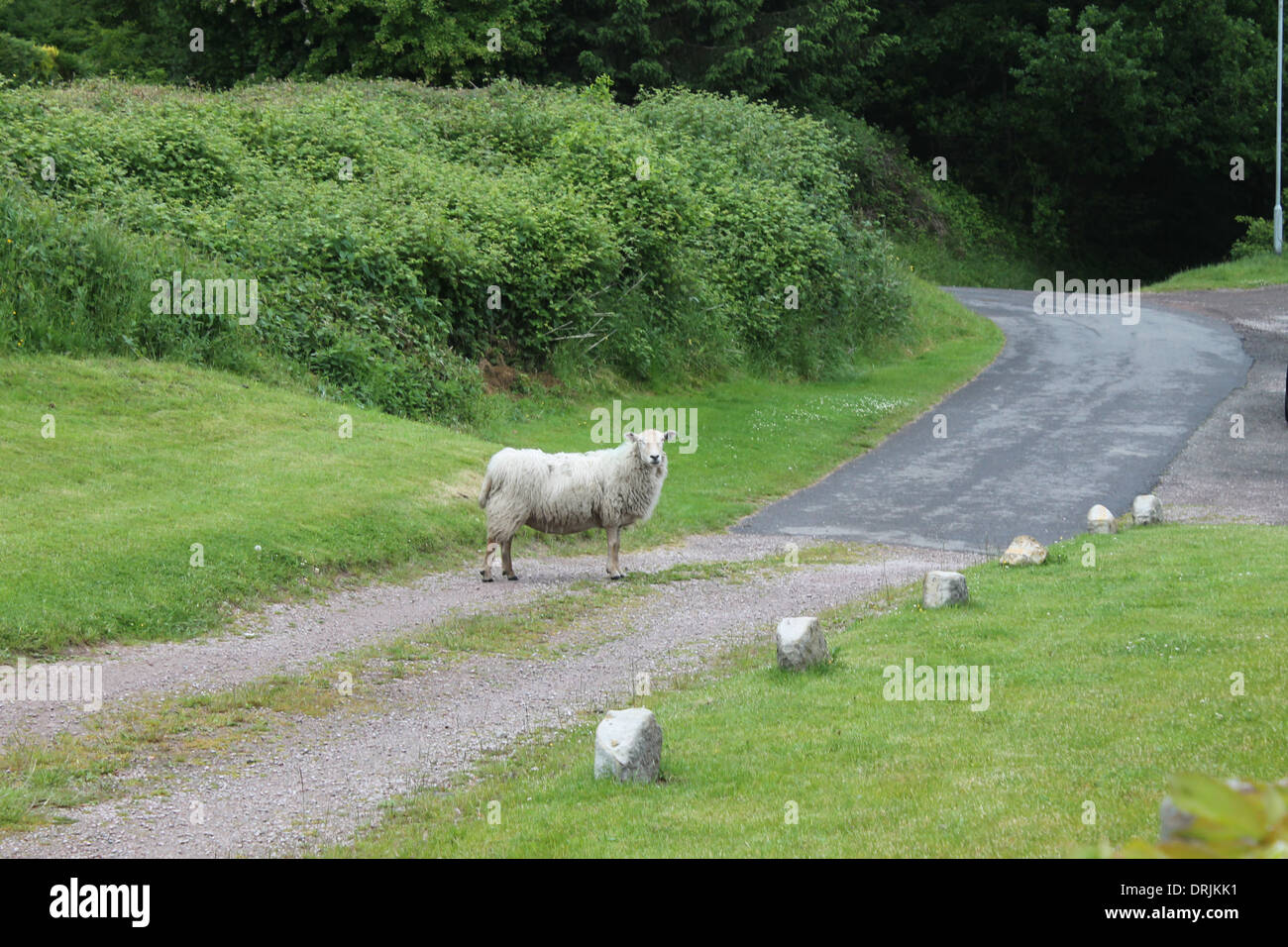 Sheep lane hi-res stock photography and images - Alamy
