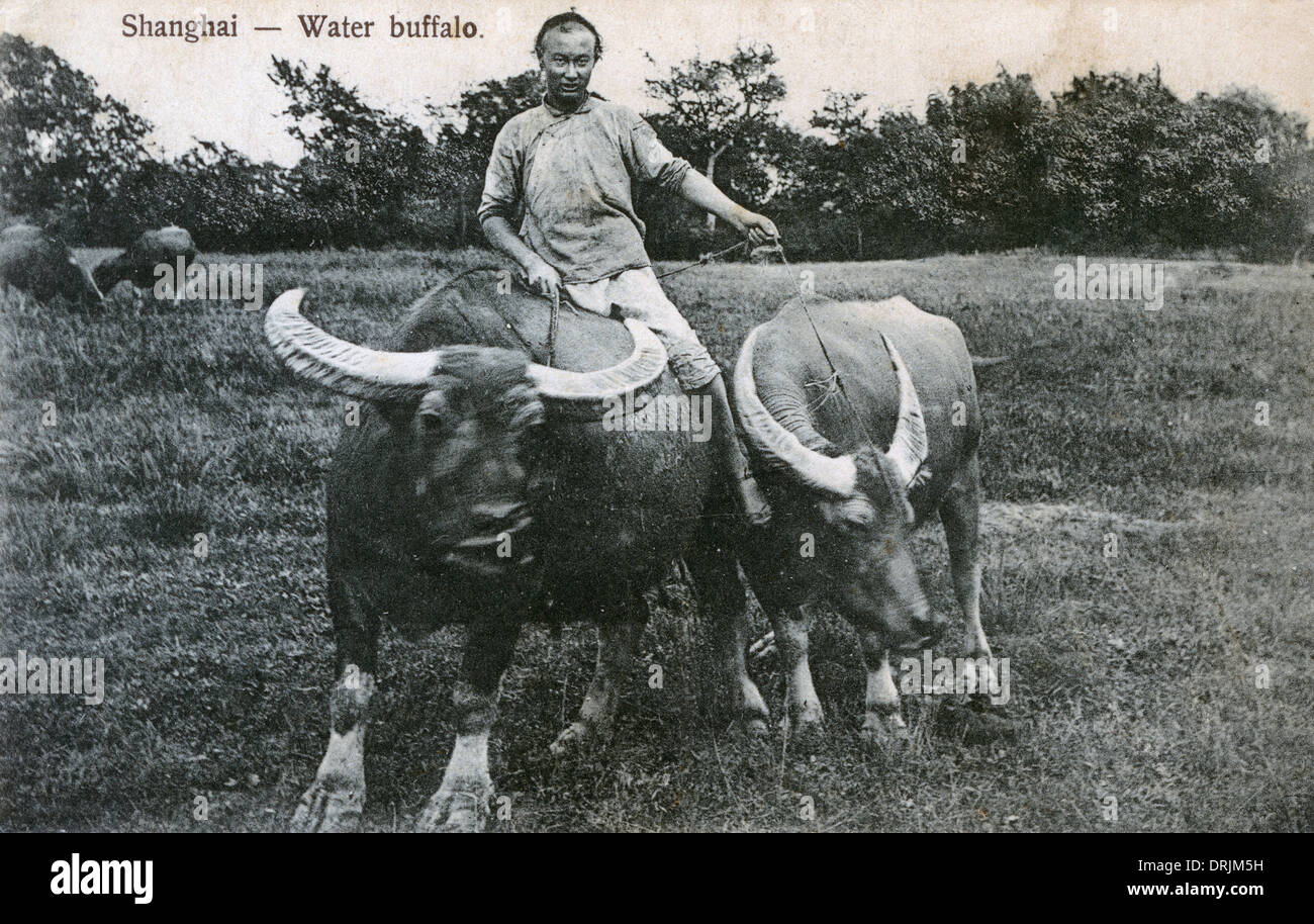 Chinese Water Buffalo - Shanghai Stock Photo - Alamy