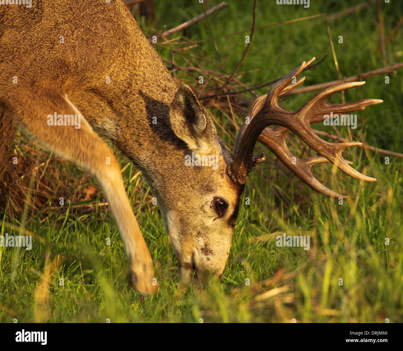 Black tailed deer eat hi-res stock photography and images - Alamy