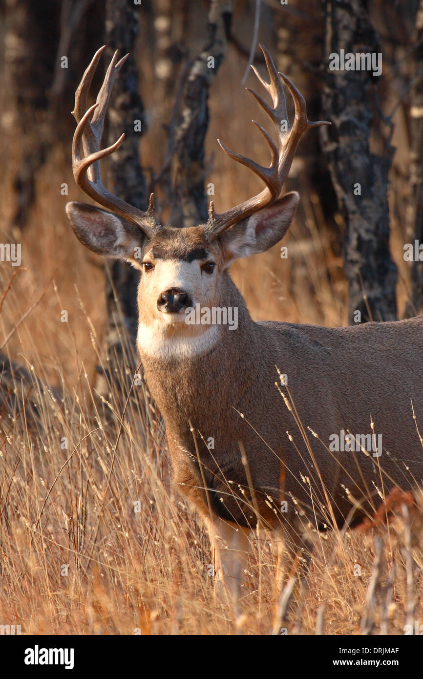 Black Whitetail Deer Buck