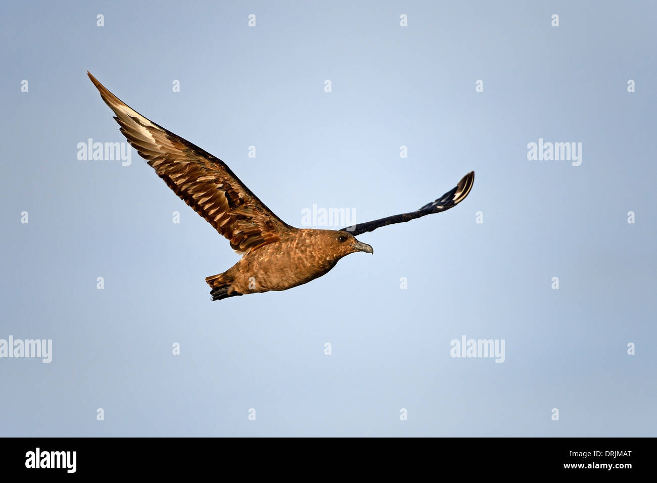 Skua Stercorarius skua, predatory gull, False Bay, Simons Town near ...