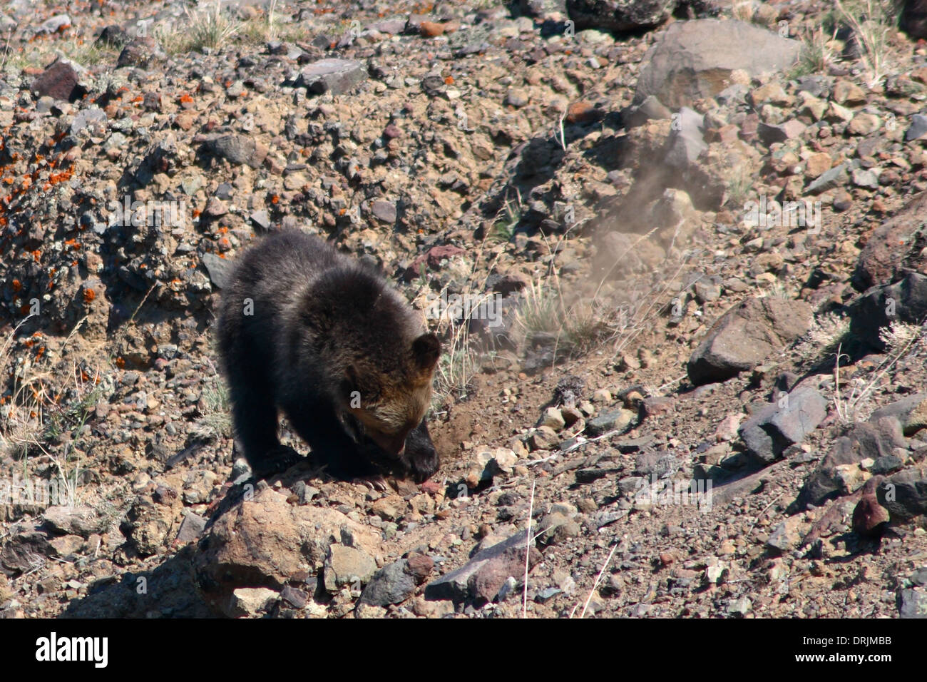 Wild bear hunt hi-res stock photography and images - Alamy