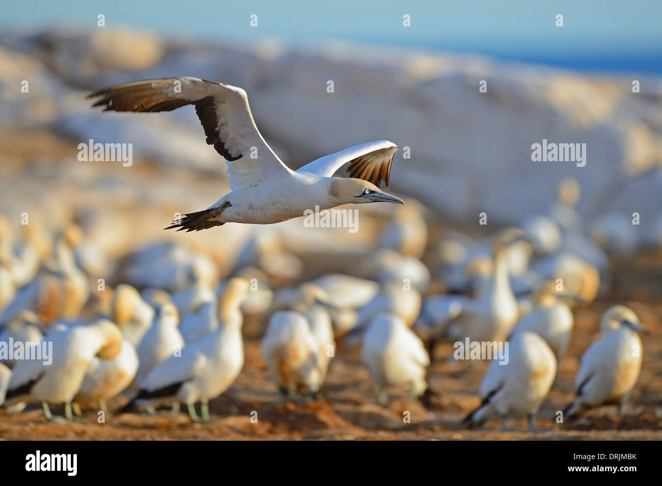 Cape gawk Morus capensis, Bird Island, Lamberts Bay, western cape, west ...