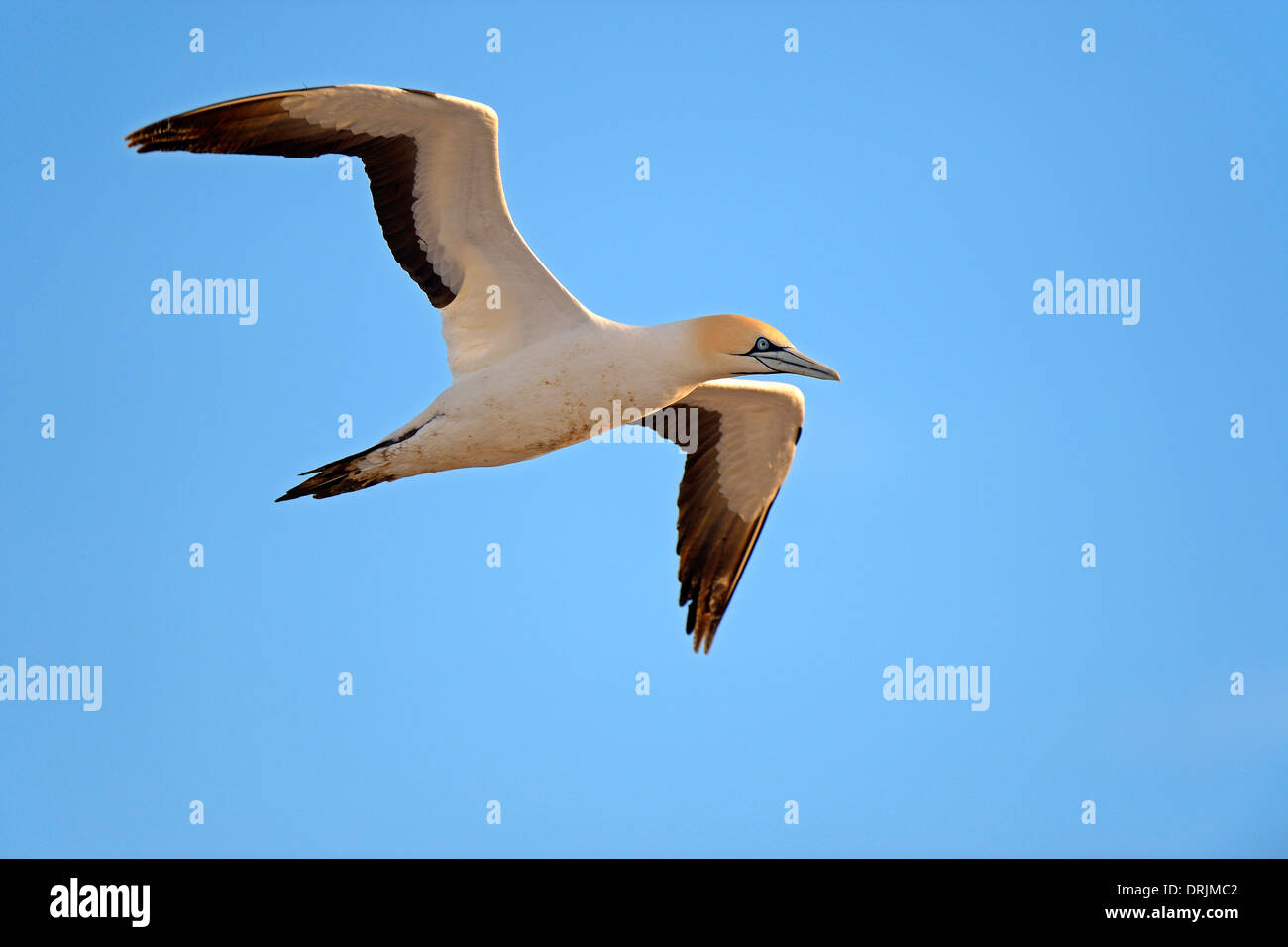 Cape gawk Morus capensis, Bird Island, Lamberts Bay, western cape, west ...