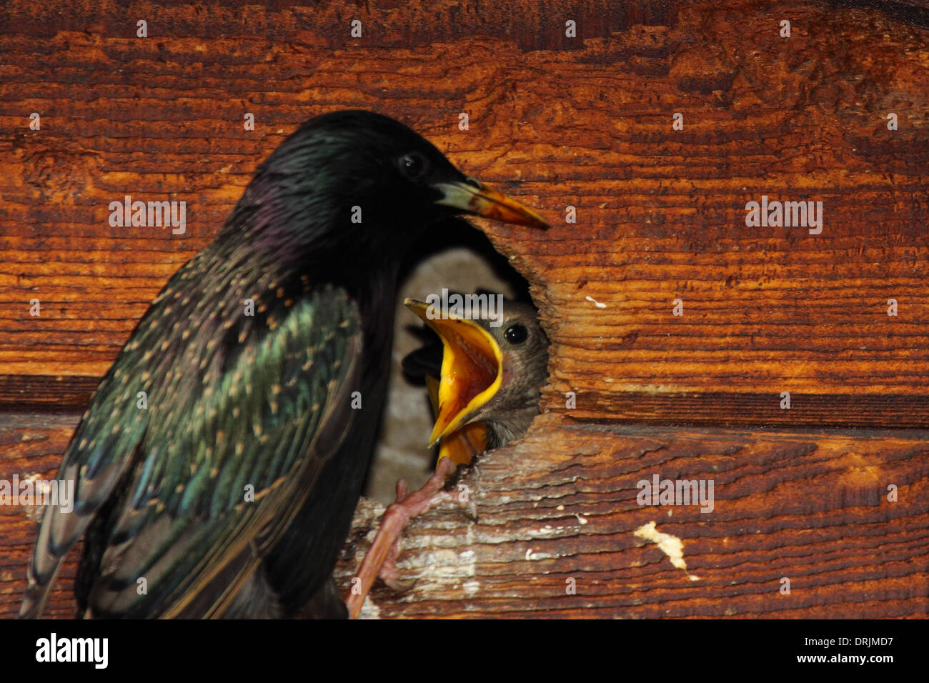 Baby starling hi-res stock photography and images - Alamy
