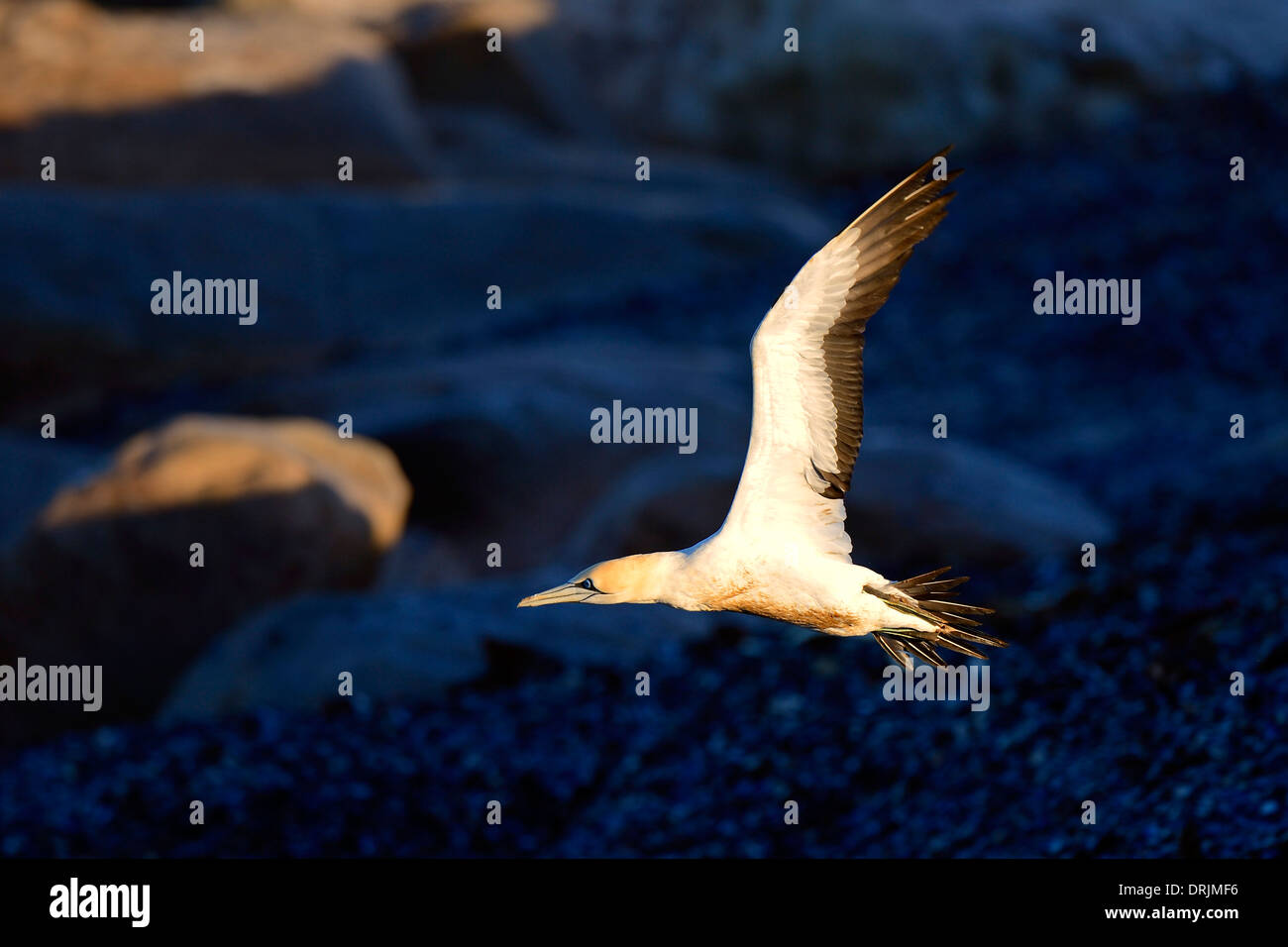 Cape gawk Morus capensis in the flight, Bird Island, Lamberts Bay ...