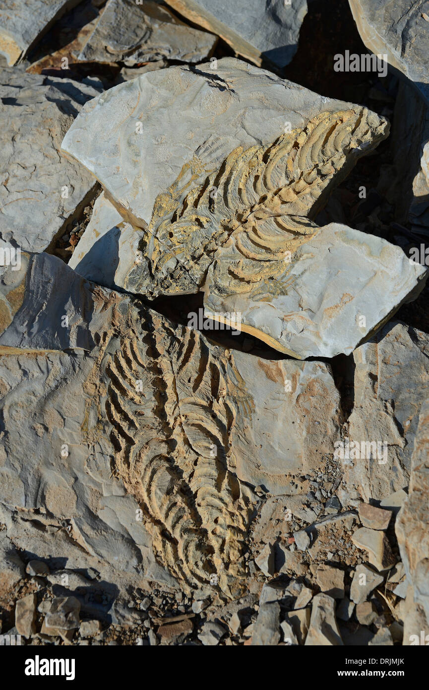 approx. 300 million year old fossils of the Mesosaurus tenuidens with ...