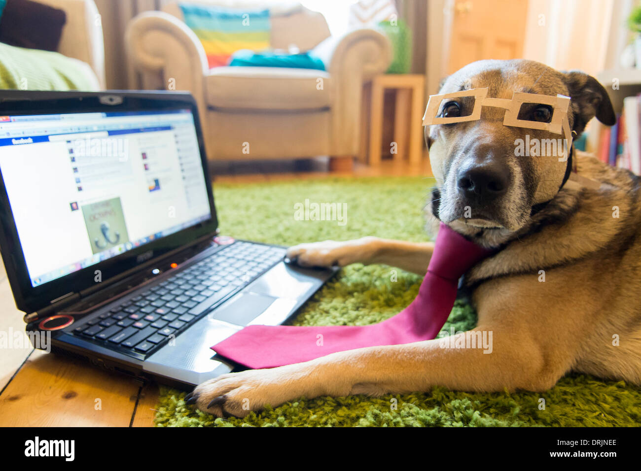 Dog With Glasses On Computer