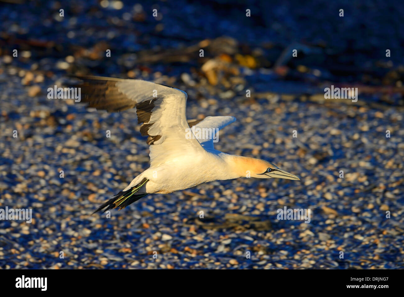 Cape gawk Morus capensis in the flight, Bird Island, Lamberts Bay ...