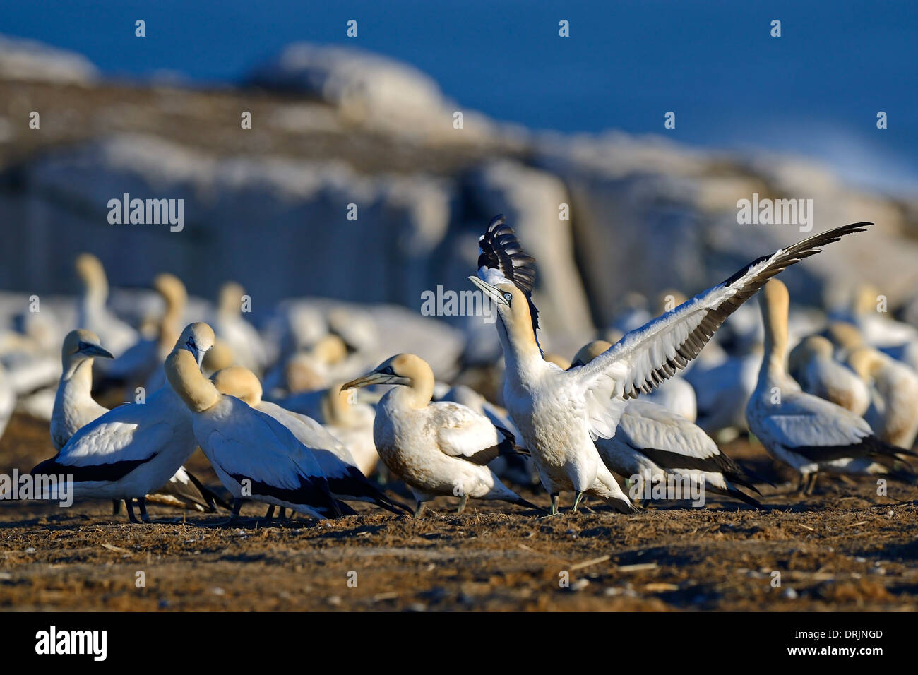 Cape gawk Morus capensis, Bird Island, Lamberts Bay, western cape, west ...