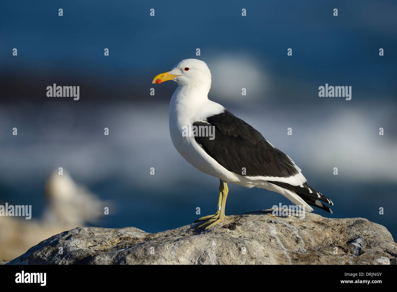 Cape gull, also Dominican - or kelp gull, Larus dominicanus vetula or ...