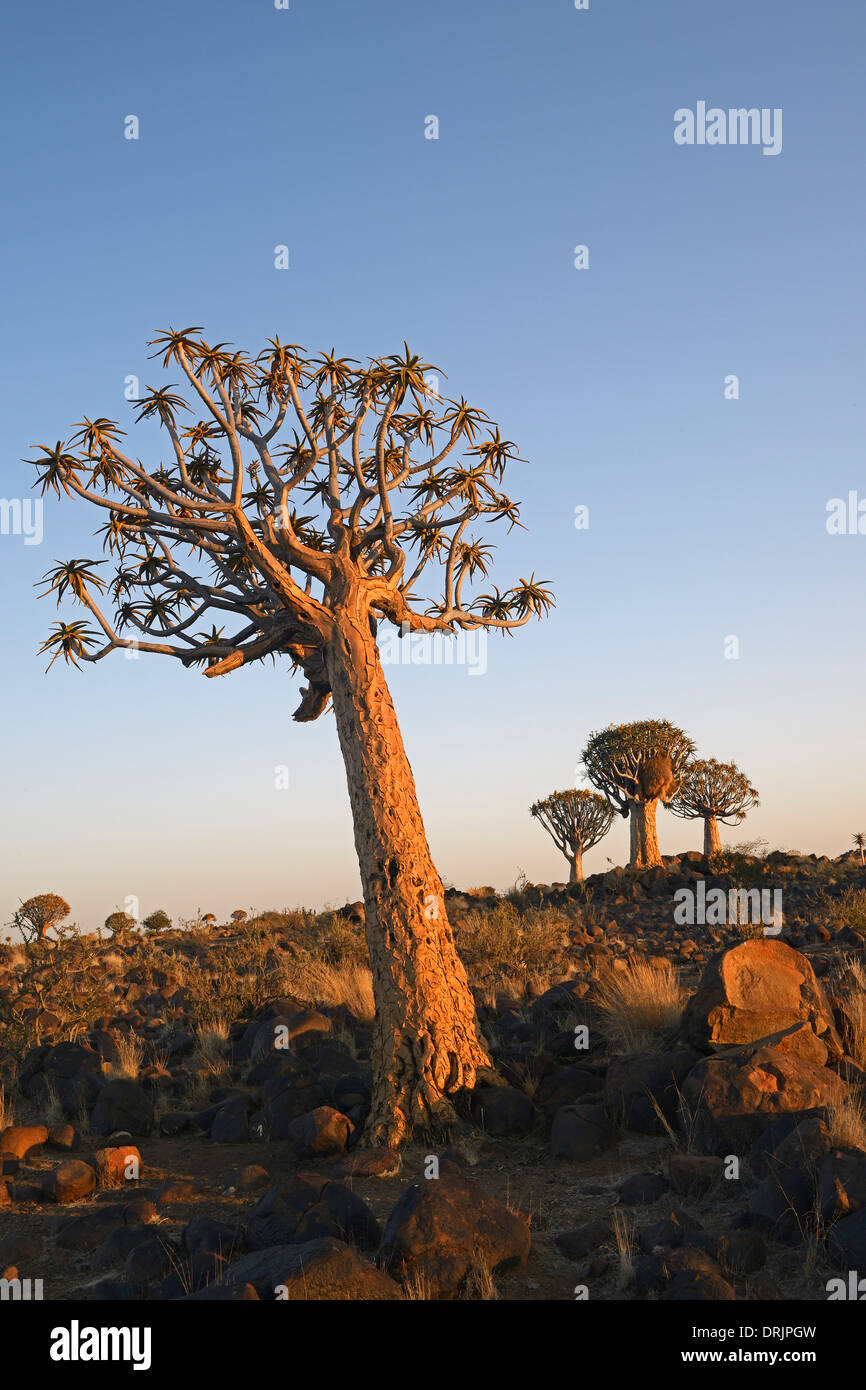 Quiver tree or Quivertree Afrikaans, Kokerboom, aloe dichotoma with ...