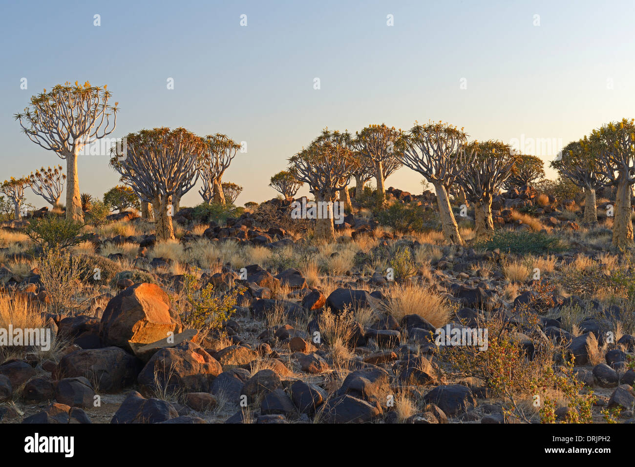 Quiver tree or Quivertree Afrikaans, Kokerboom, aloe dichotoma with ...