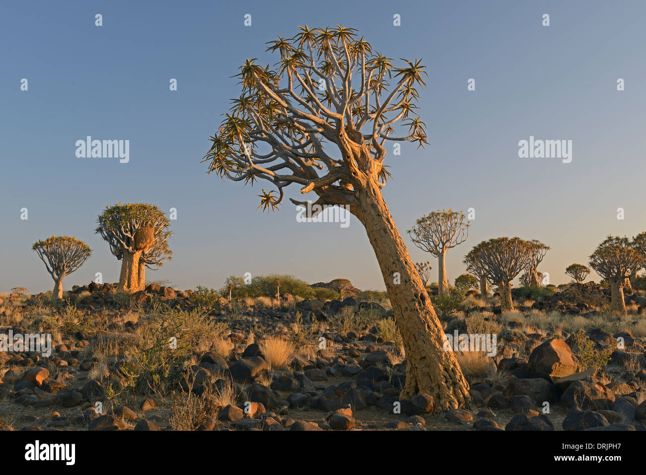 Quiver tree or Quivertree Afrikaans, Kokerboom, aloe dichotoma with ...