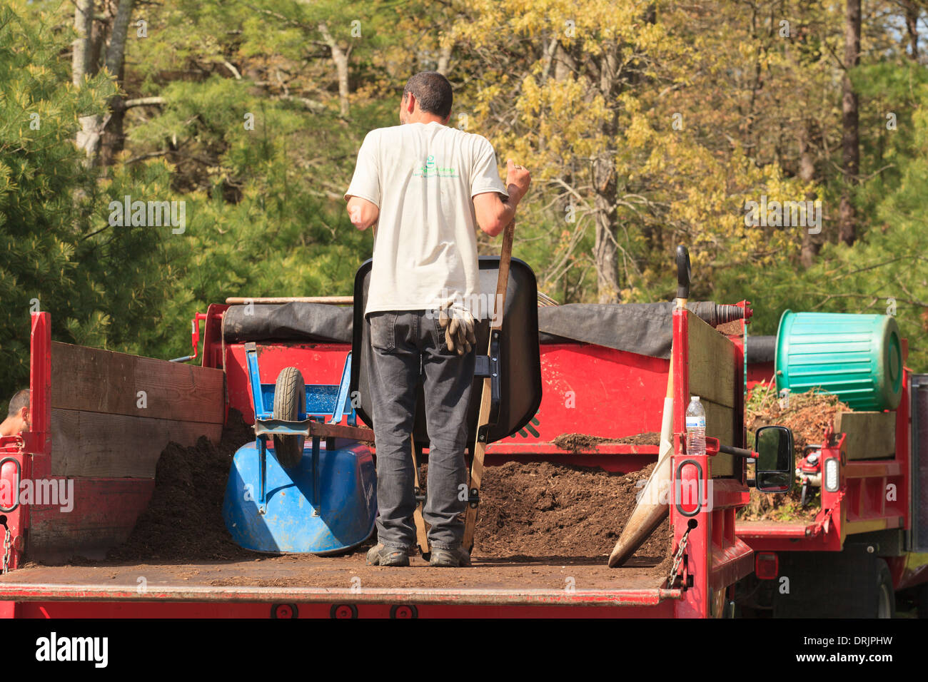 Landscaper getting mulch from the back of a truck in a wheelbarrow ...