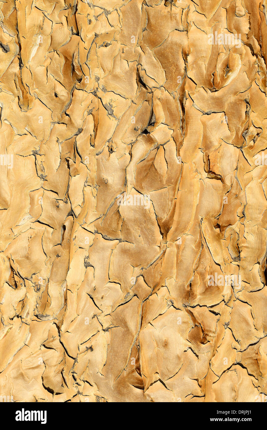 Bark, bark of the quiver tree or Quivertree Afrikaans, Kokerboom, aloe ...