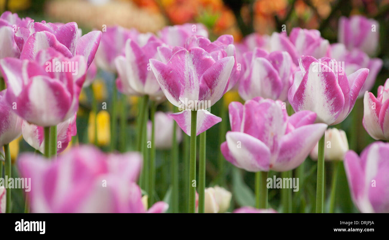 Group of purple and white tulips at the Skagit Valley Tulip Festival in ...