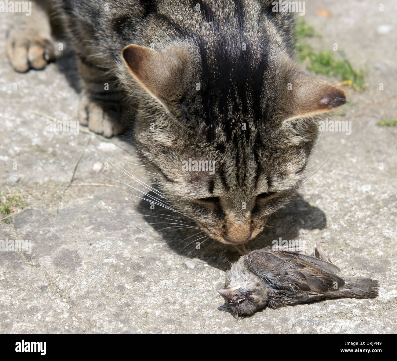 Cat With Bird In Mouth