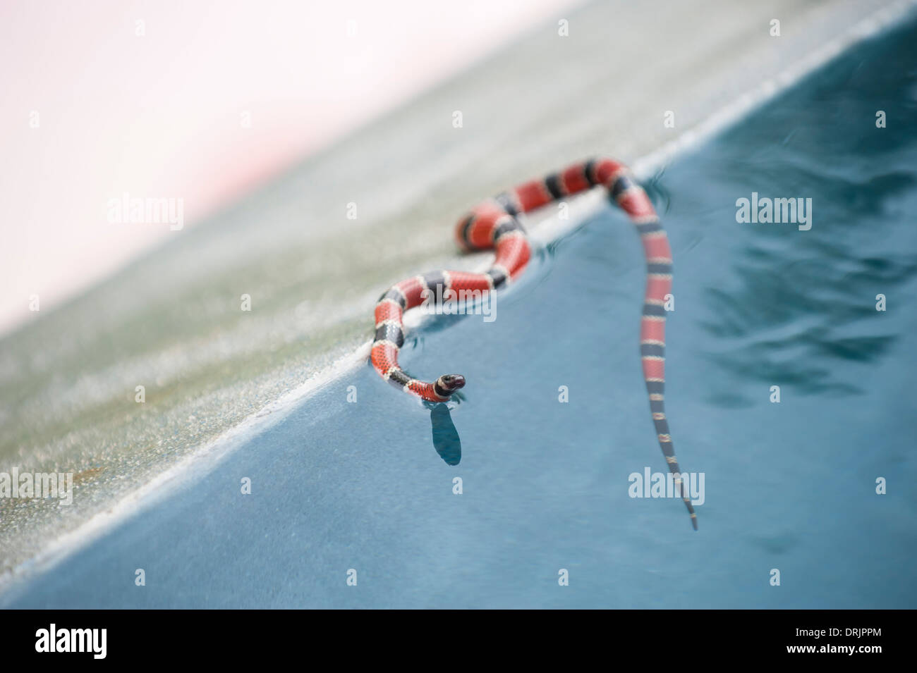 Venomous coral snake hi-res stock photography and images - Alamy