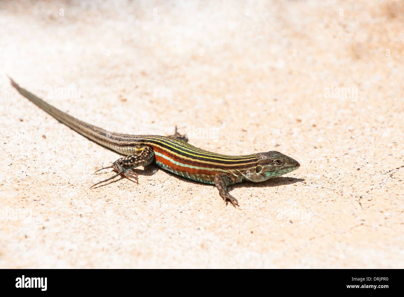 Whiptail hi-res stock photography and images - Alamy