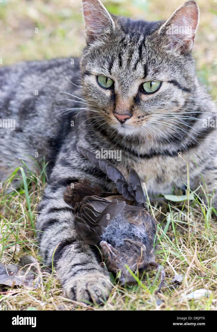 Cat hunted a bird Stock Photo - Alamy