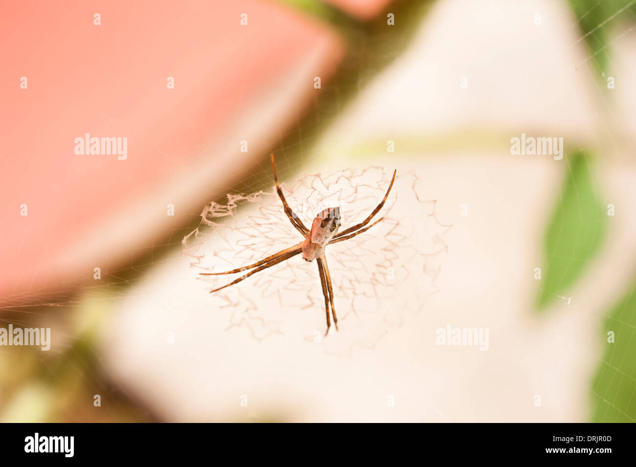 Fuzzy spider sits in the center of his web Stock Photo - Alamy