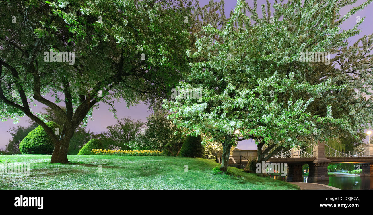 Trees in the Boston Public Garden with Lagoon and footbridge at dusk ...