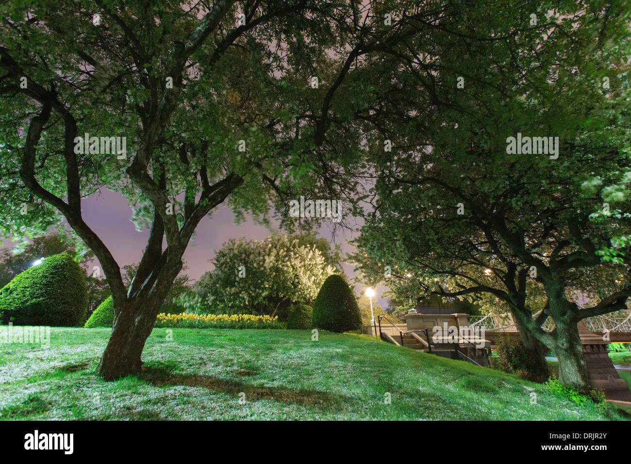 Trees in the Boston Public Garden with Lagoon and footbridge at dusk ...