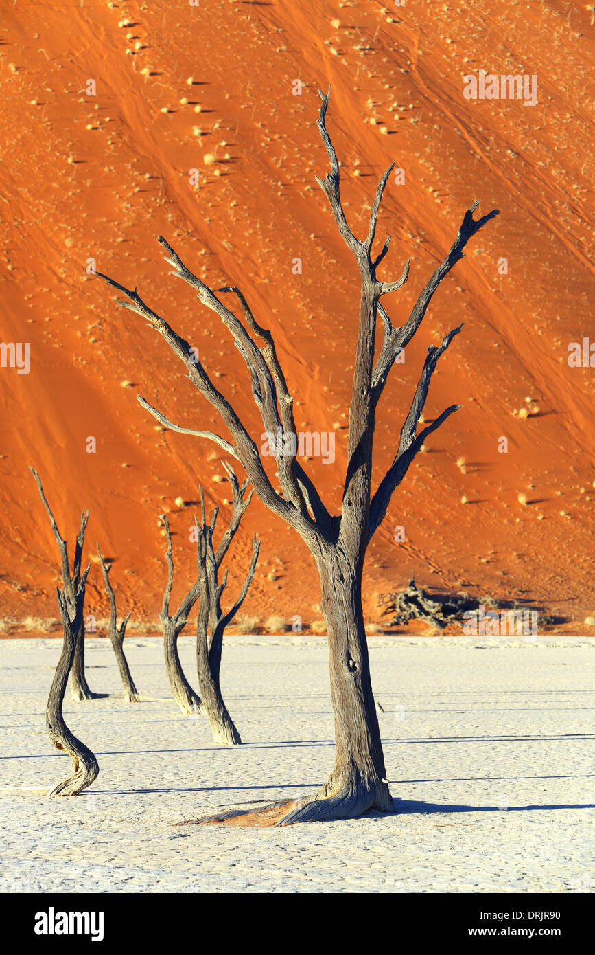 Camel thorn trees Acacia erioloba, also camel thorn or camel thorn ...