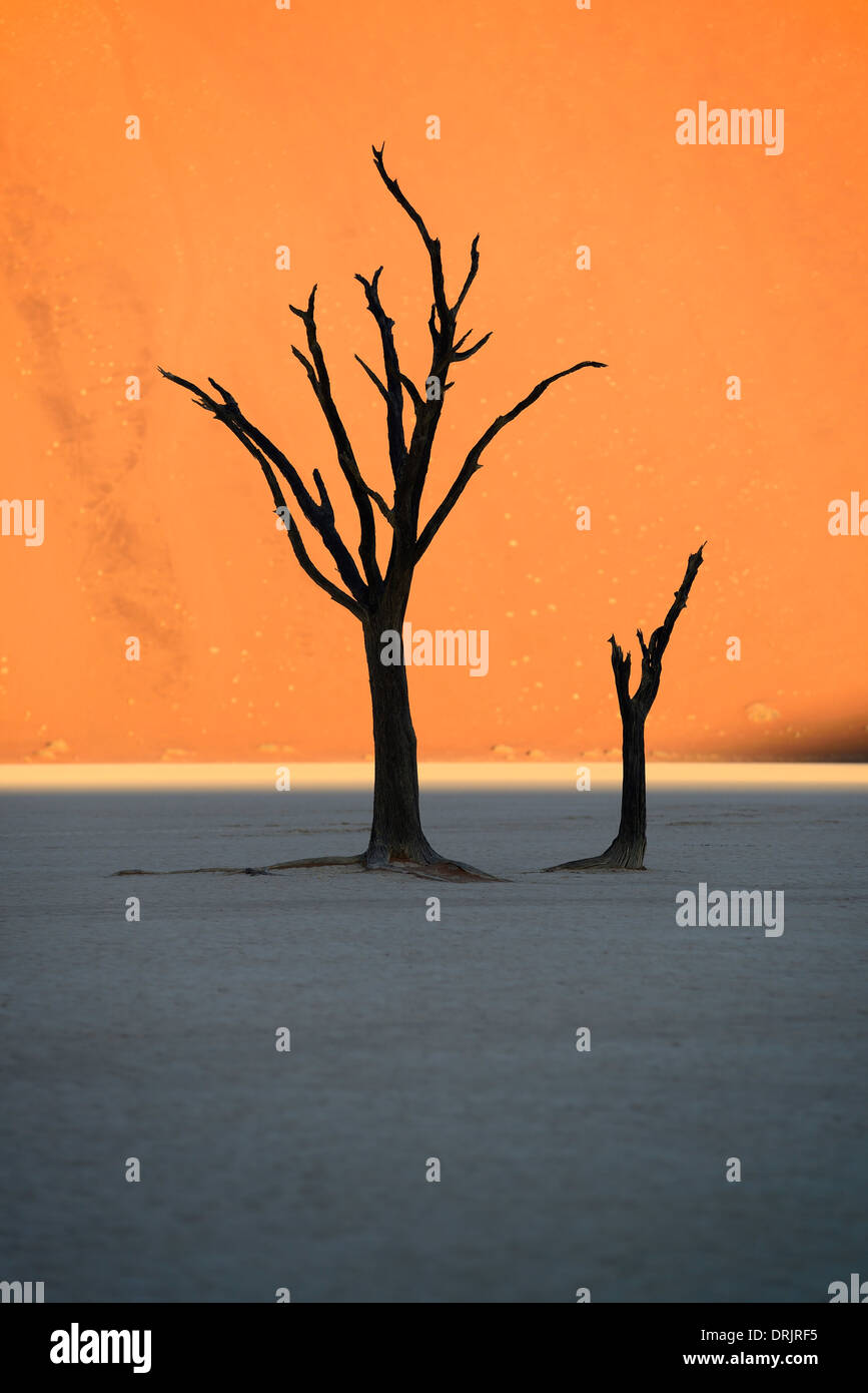 Camel thorn trees Acacia erioloba, also camel thorn or camel thorn ...