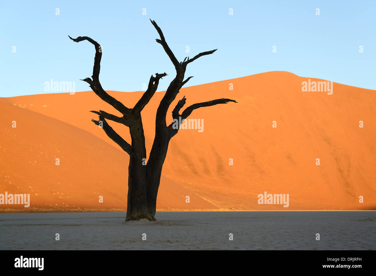 Camel thorn trees Acacia erioloba, also camel thorn or camel thorn ...