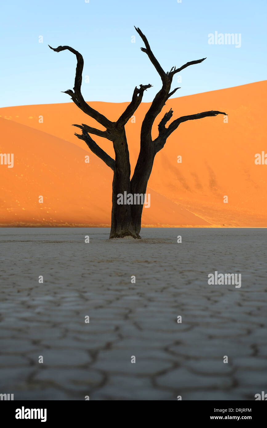 Camel thorn tree silhouette in hi-res stock photography and images - Alamy