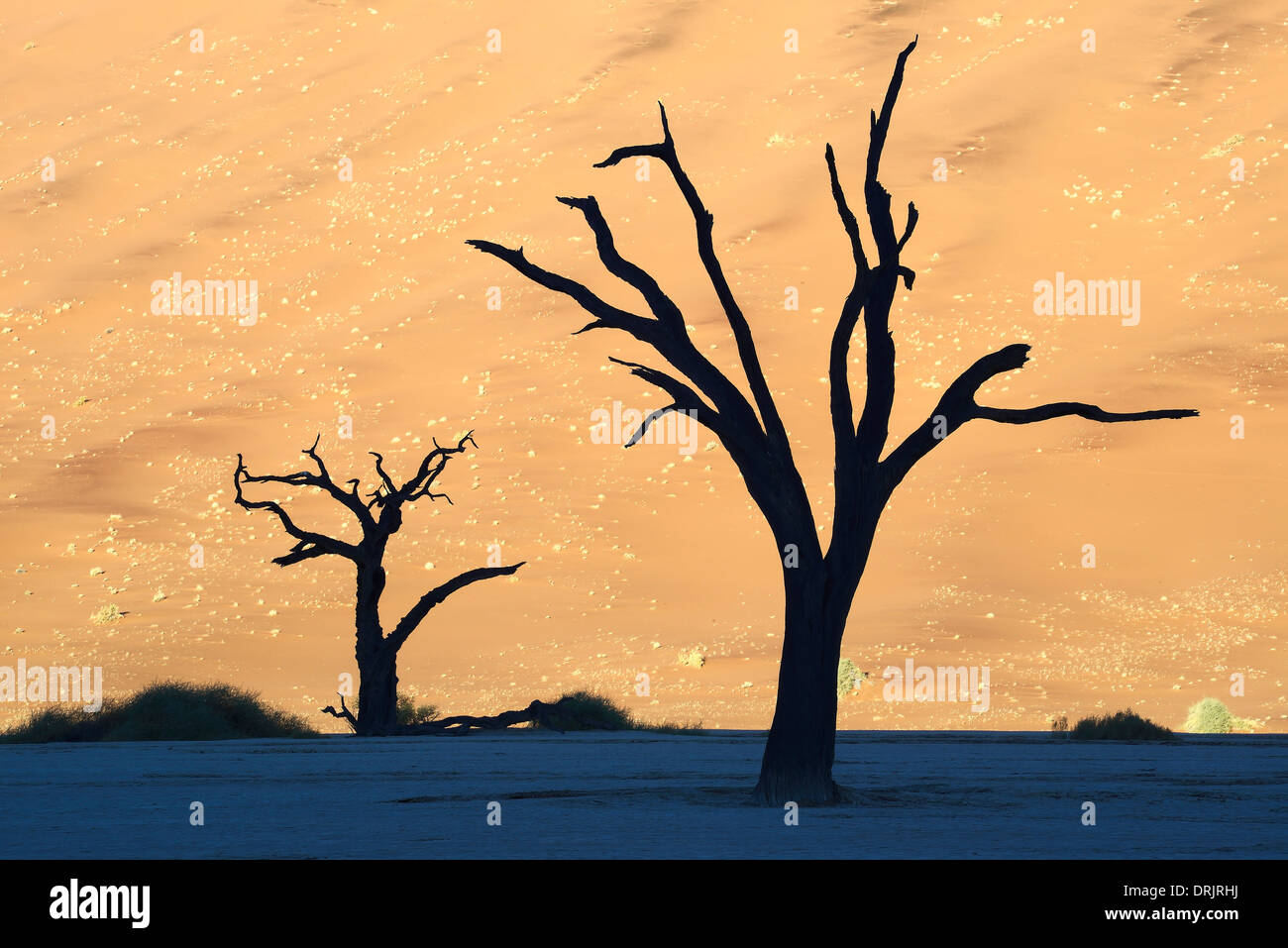 Camel thorn tree silhouette in hi-res stock photography and images - Alamy