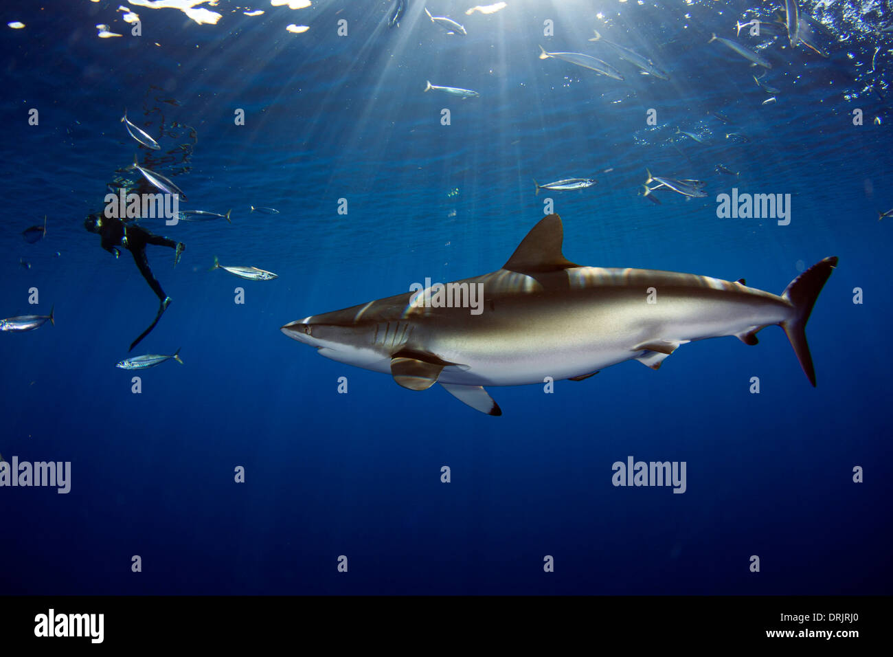 A silky shark swims past offshore of Oahu Stock Photo - Alamy