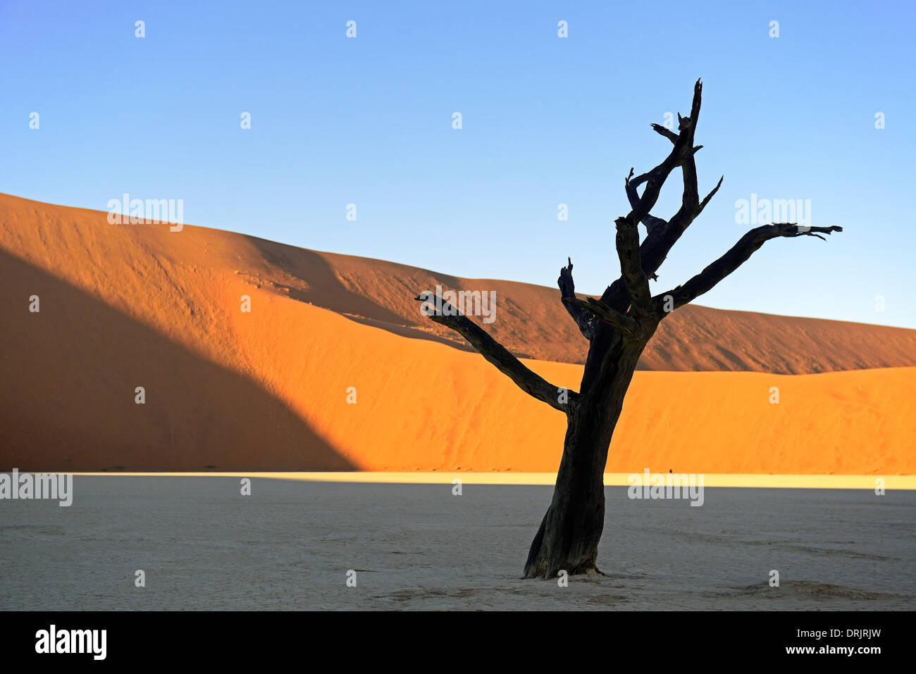 Camel thorn trees Acacia erioloba, also camel thorn or camel thorn ...
