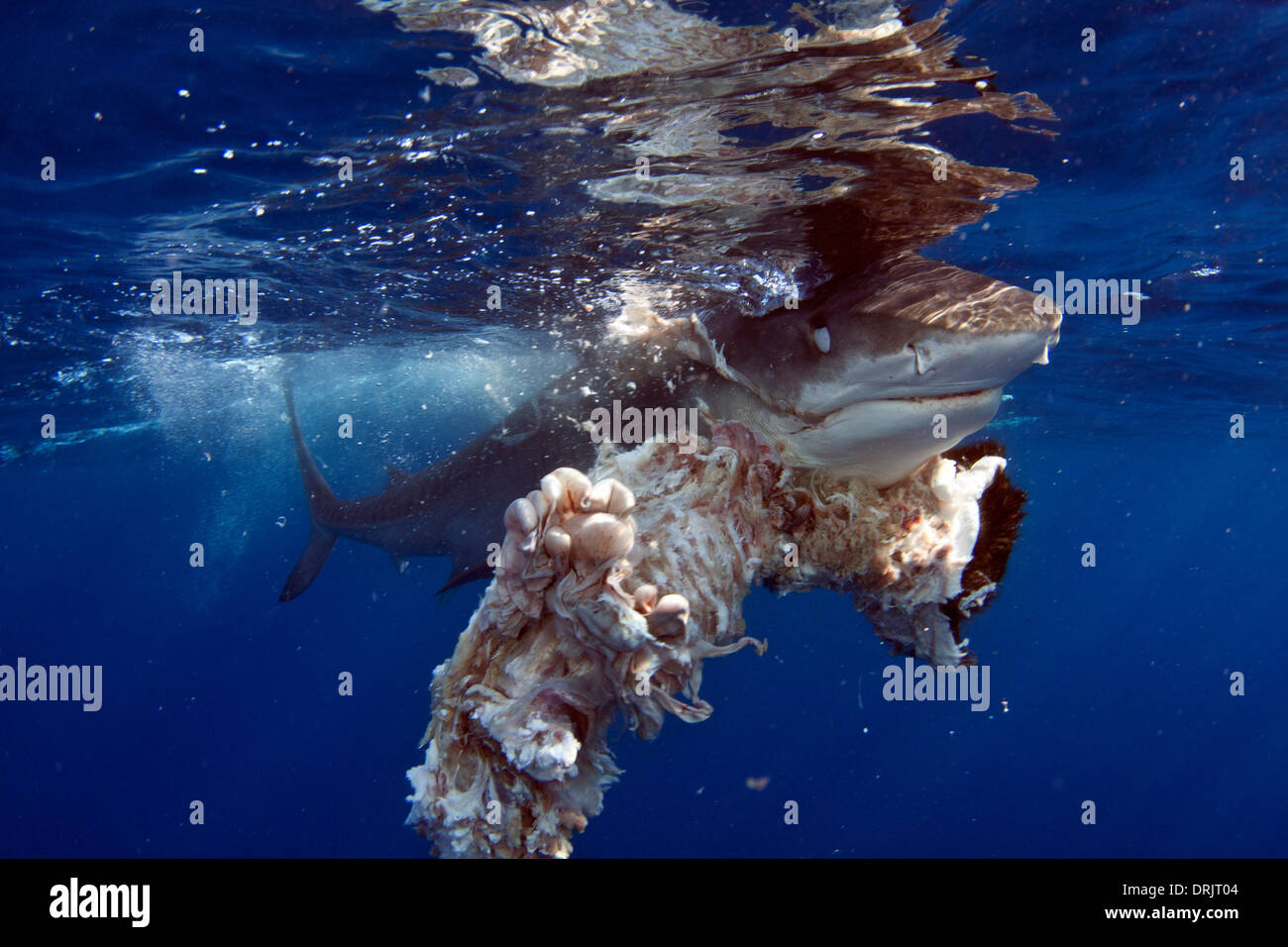 A tiger shark rips into a floating pig carcass offshore of Oahu Stock ...