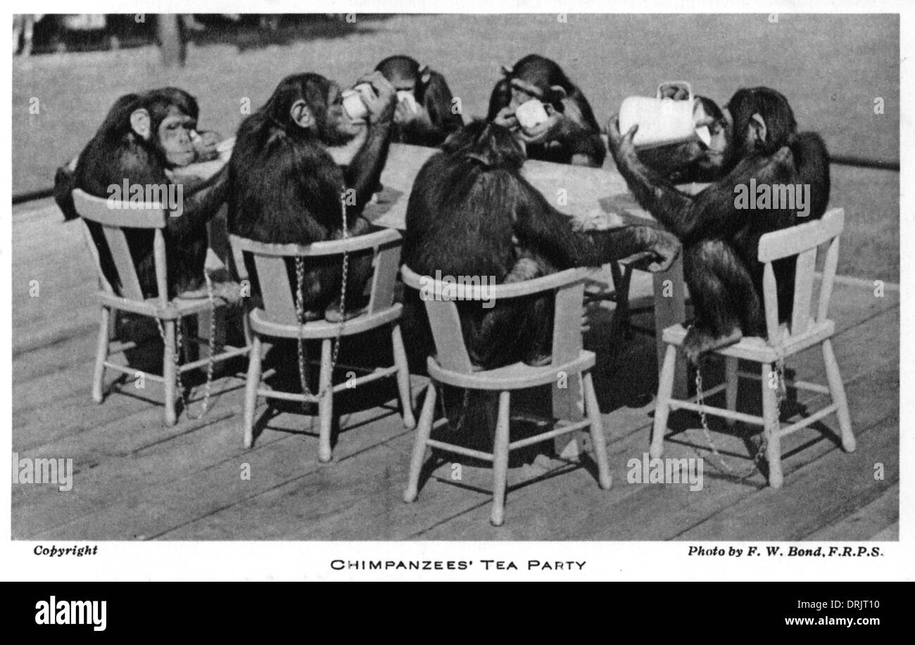 A Chimpanzee tea party at London Zoo Stock Photo: 66182172 - Alamy