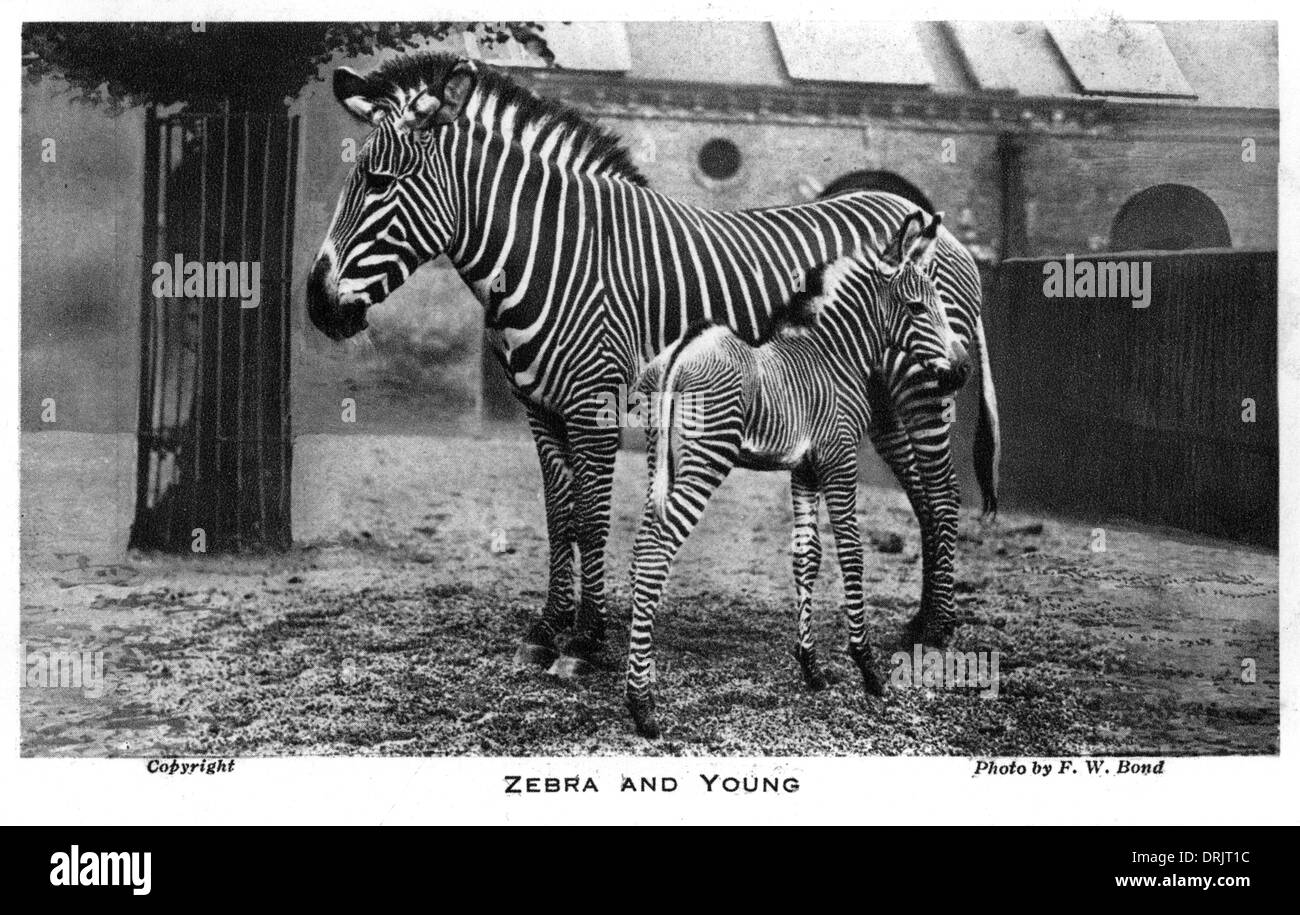 A zebra and its young at London Zoo Stock Photo - Alamy