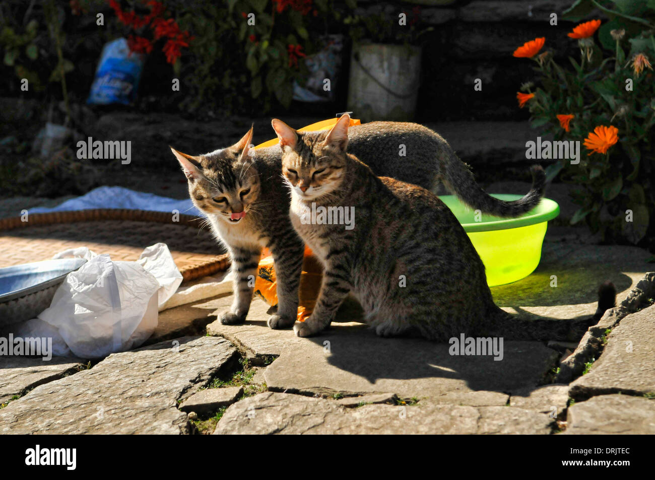 cats playing, Annapurnas, Nepal Stock Photo - Alamy