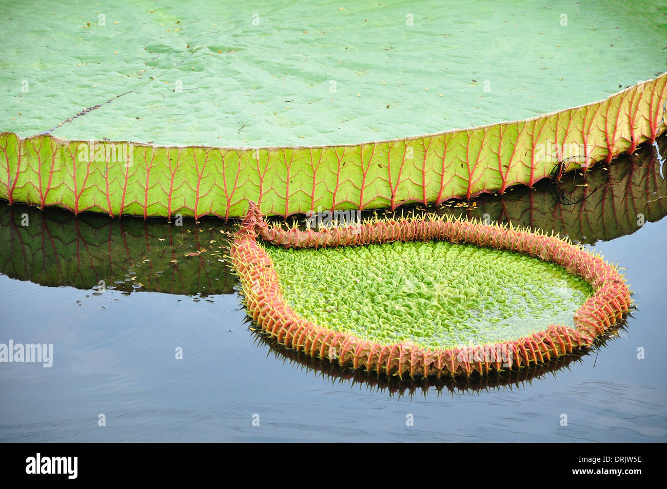 Victoria Regia - Water lilies Stock Photo - Alamy
