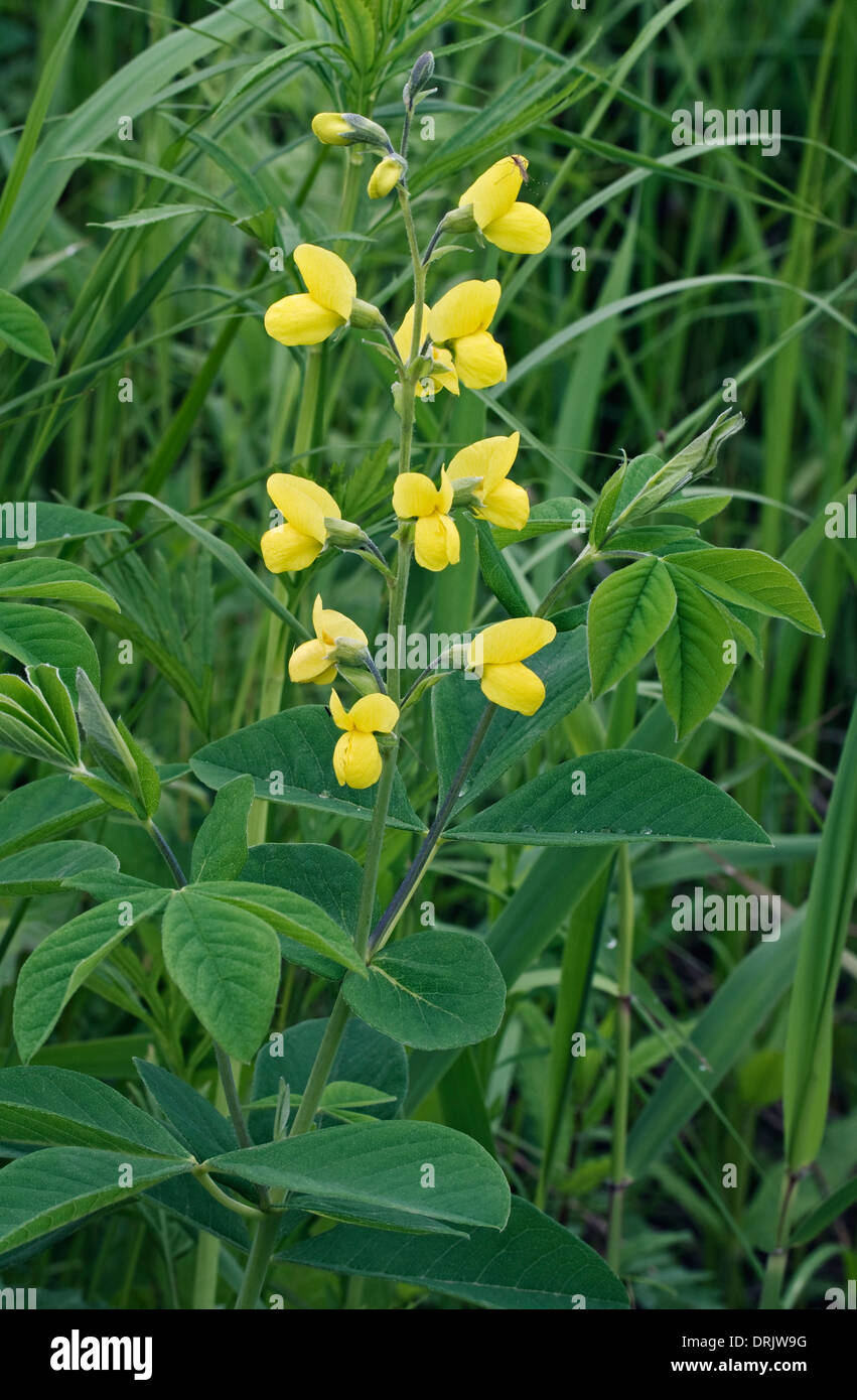 Thermopsis hi-res stock photography and images - Alamy