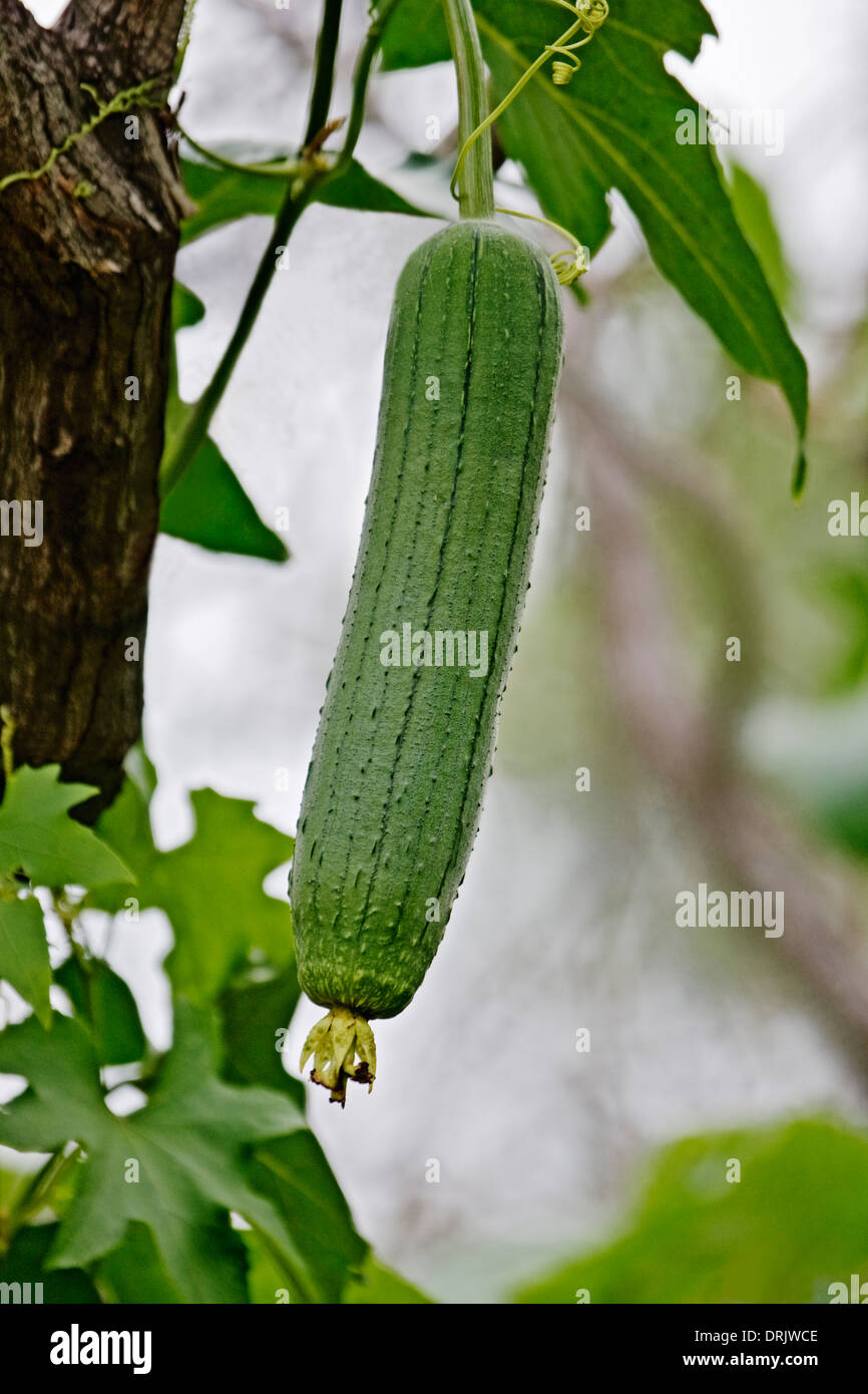 Botany cucurbitaceae cucumber hi-res stock photography and images - Alamy