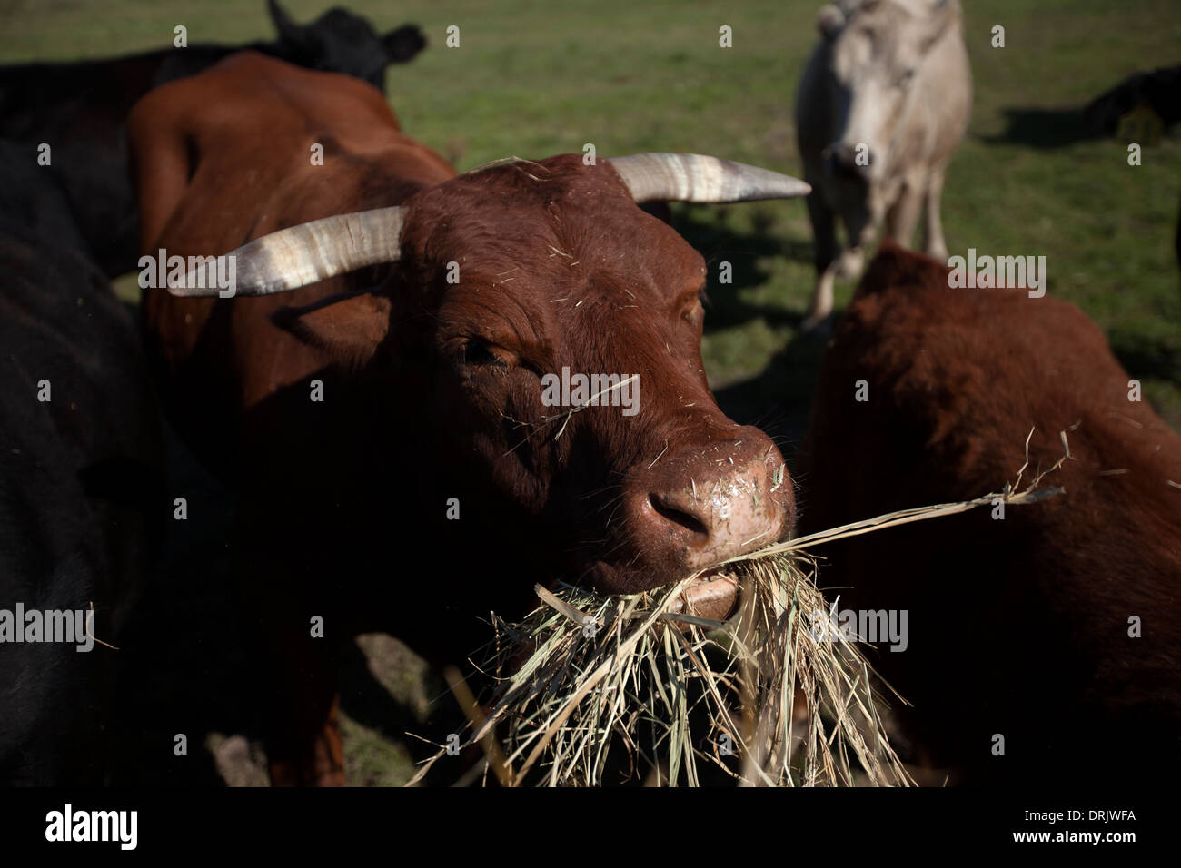Cattle eating straw hi-res stock photography and images - Alamy
