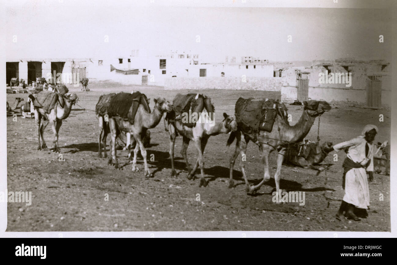 A small camel train at Jeddah Stock Photo - Alamy