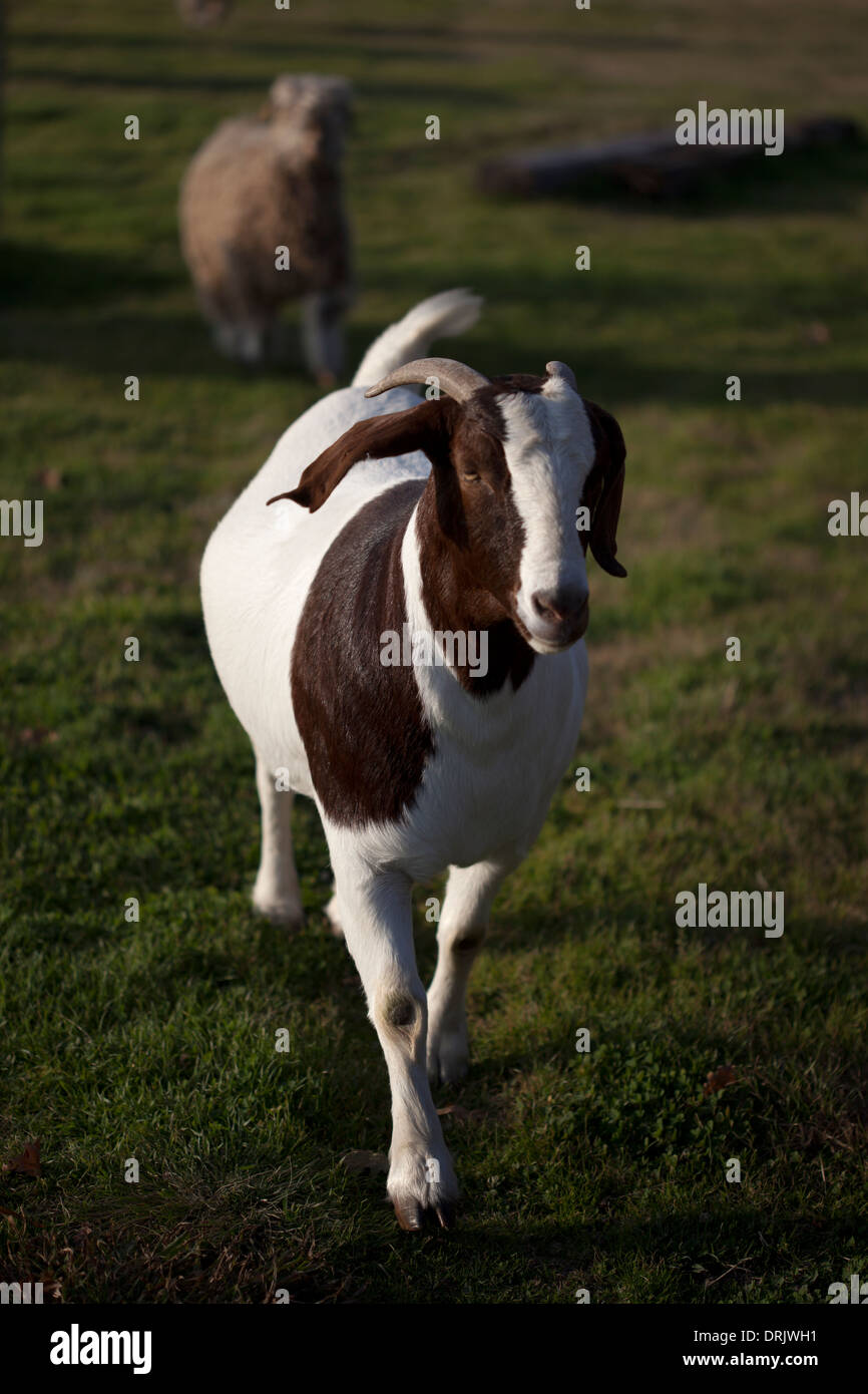 Texas farm cattle hi-res stock photography and images - Alamy