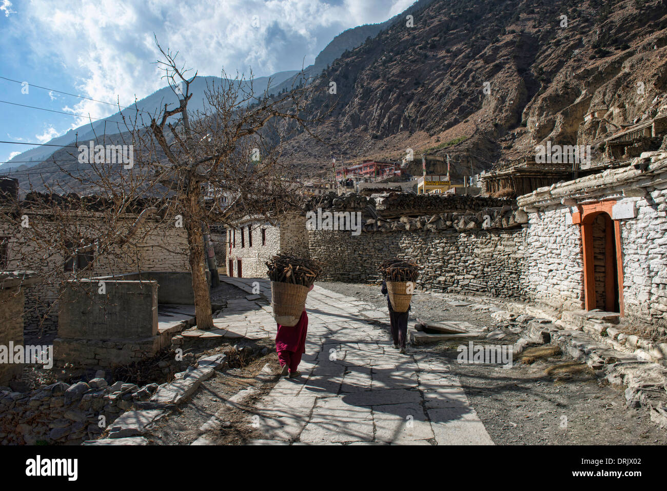 women carrying firewood into Marpha village in the Annapurna region of ...